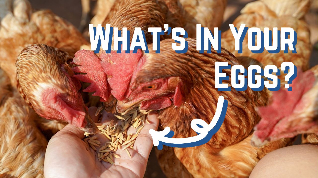 High Quality Chicken Egg Production – Videos – Mother Earth News